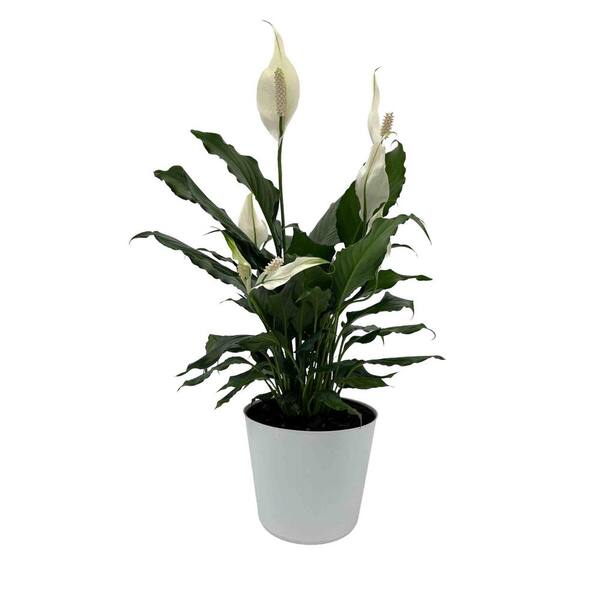 EVERBLOOM GROWERS, INC. 6 in. Spathiphyllum Plant in Deco Pot 6SPATH ...
