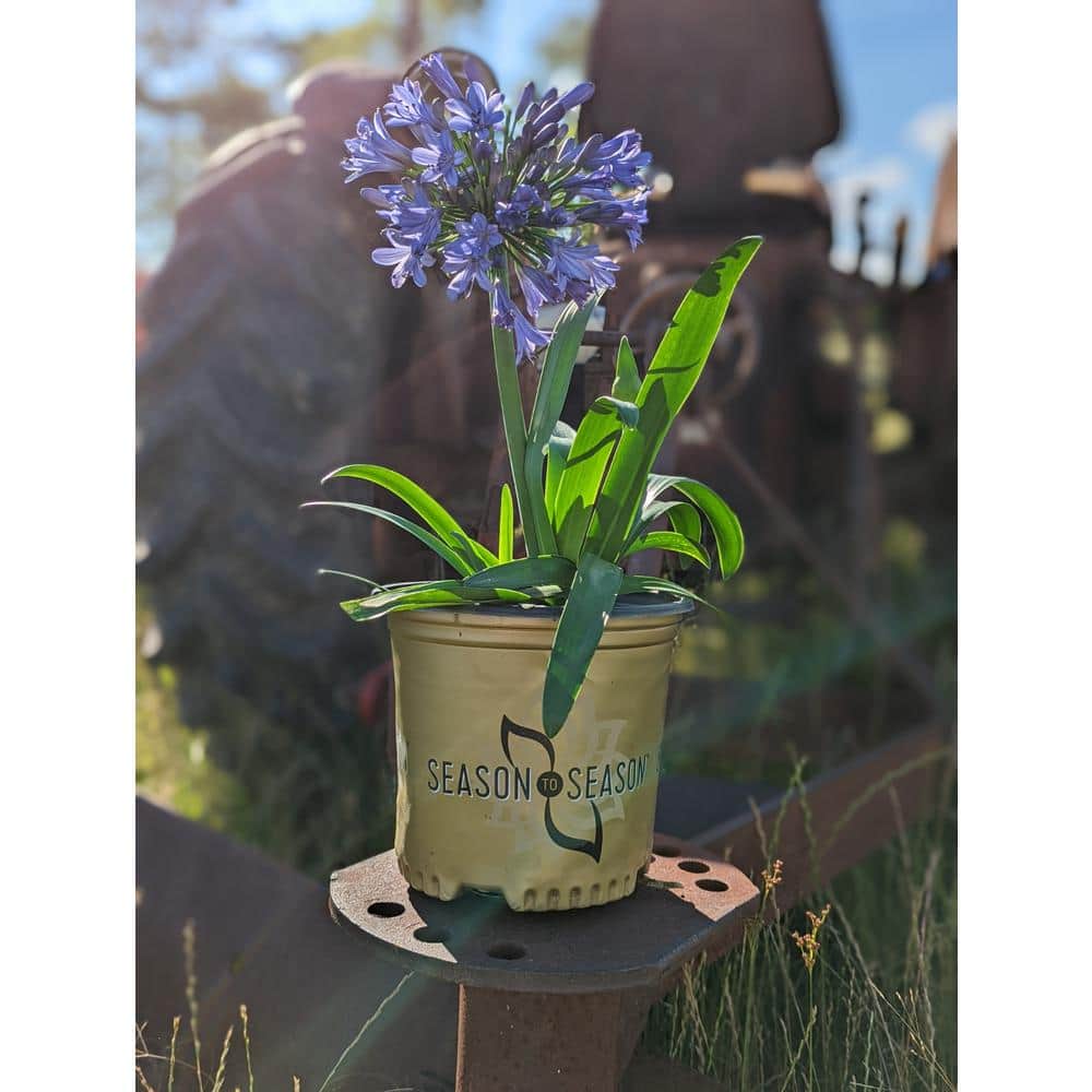SEASON TO SEASON 1 Gal. Agapanthus Blue Flare Perennial Plant with Blue ...