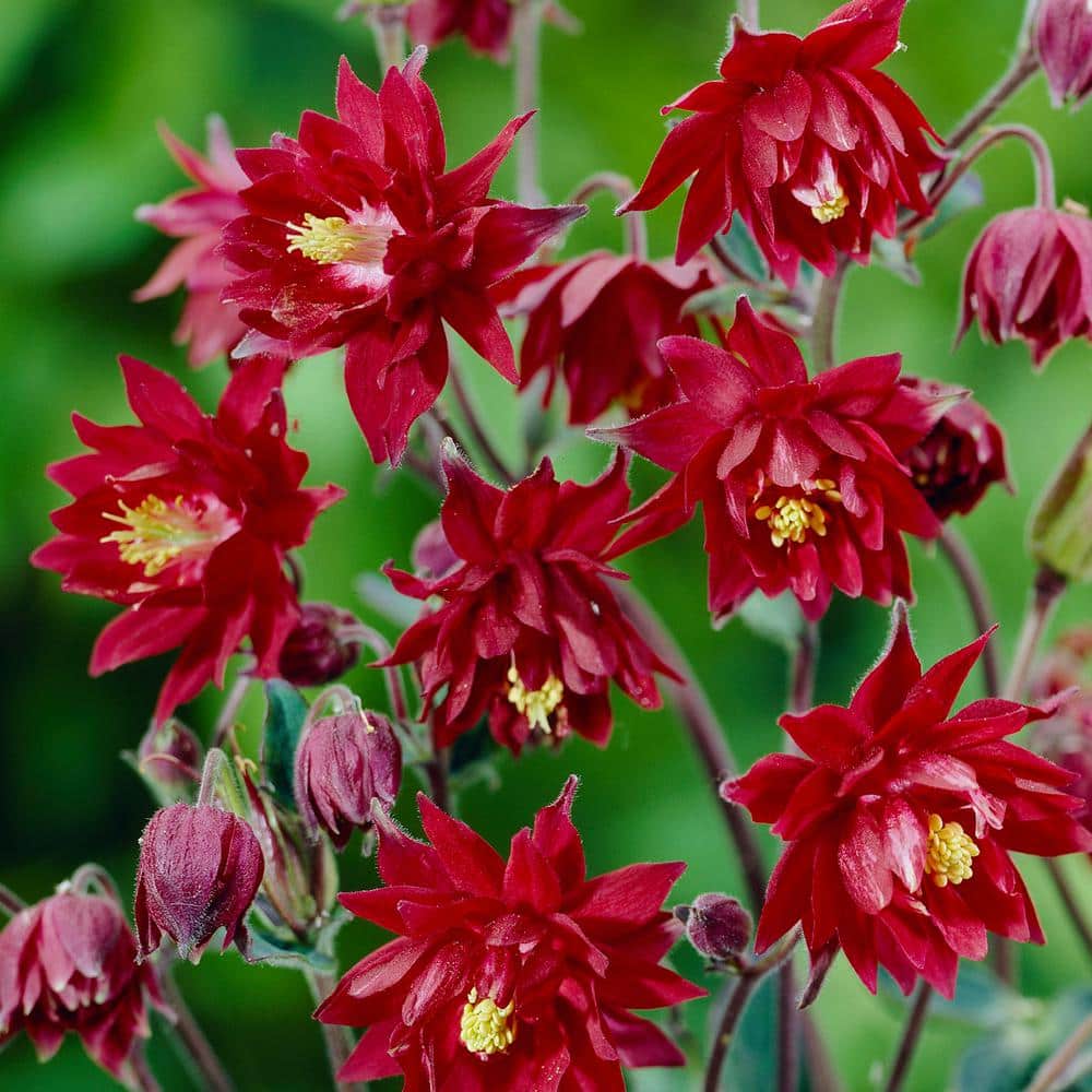 VAN ZYVERDEN Aquilegia Columbine Ruby Port (Set of 5 Roots) 83368 - The ...