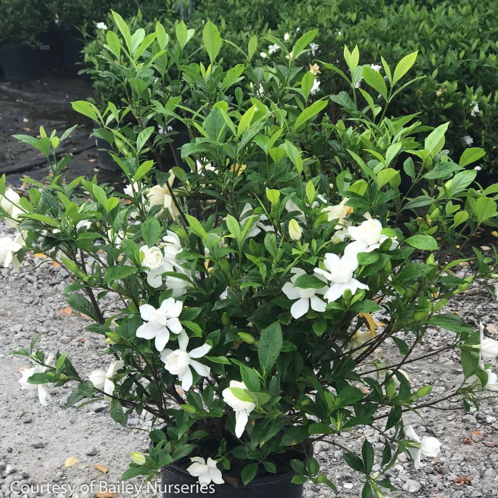 MCCORKLE 3 Gal. August Beauty Gardenia Evergreen Shrub with Double White Fragrant Flowers 10998 ...