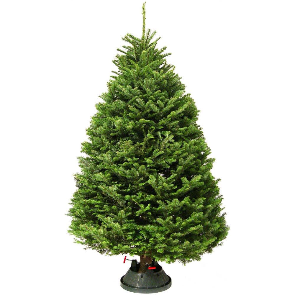 3-4 ft. Live Freshly Cut Fir Christmas Tree with Stand 865770 - The ...