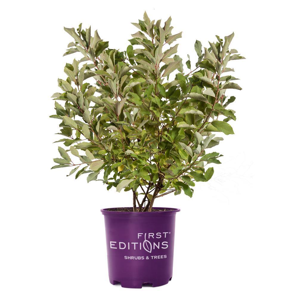 FIRST EDITIONS 2 Gal. Lotus Moon Pearlbush Shrub with White Flowers ...