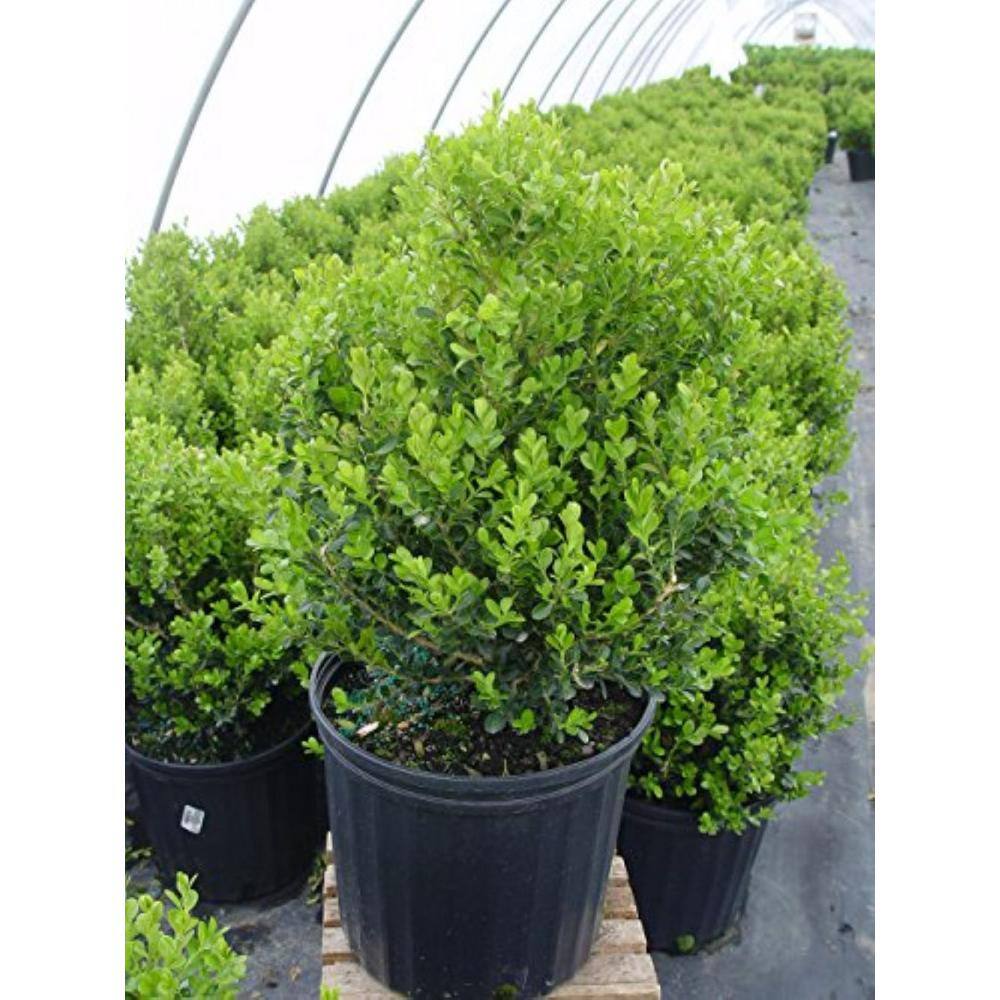 Green Promise Farms 3 gal. Cranberry Creek Boxwood, Live Plant with ...