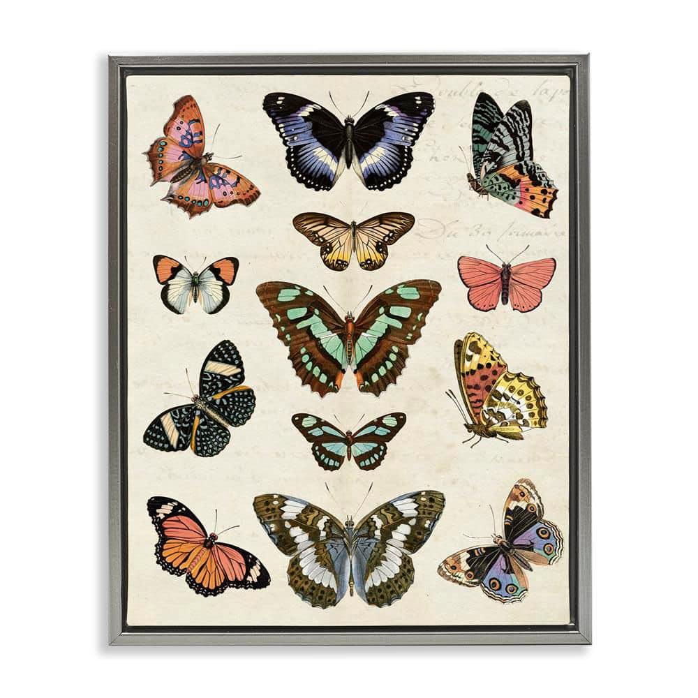 Stupell Industries Vintage Butterfly Breeds by Susan Arnot Gray Floater ...