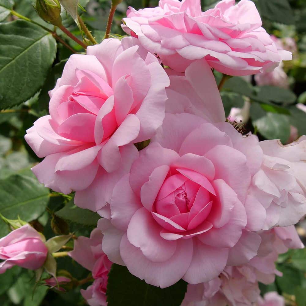 Proven Winners 1 Gal. Reminiscent Pink Live Rose Bush with Light Pink ...