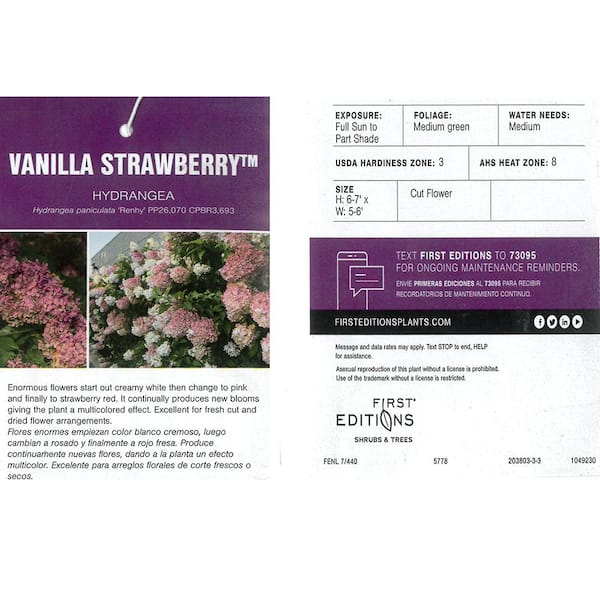 Vanilla Strawberry Hydrangea Color Change