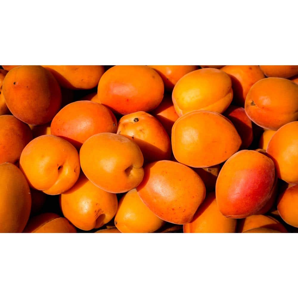 Online Orchards Dwarf Goldcot Apricot Tree Bare Root FTAC001 - The Home ...