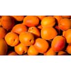 Online Orchards Dwarf Goldcot Apricot Tree Bare Root FTAC001
