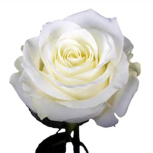 Globalrose 50 White Roses- Fresh Flower Delivery 50-birthday-white ...