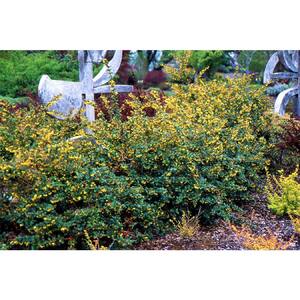 Online Orchards 1 Gal. Lime Glow Barberry Shrub with Lime Green Foliage ...