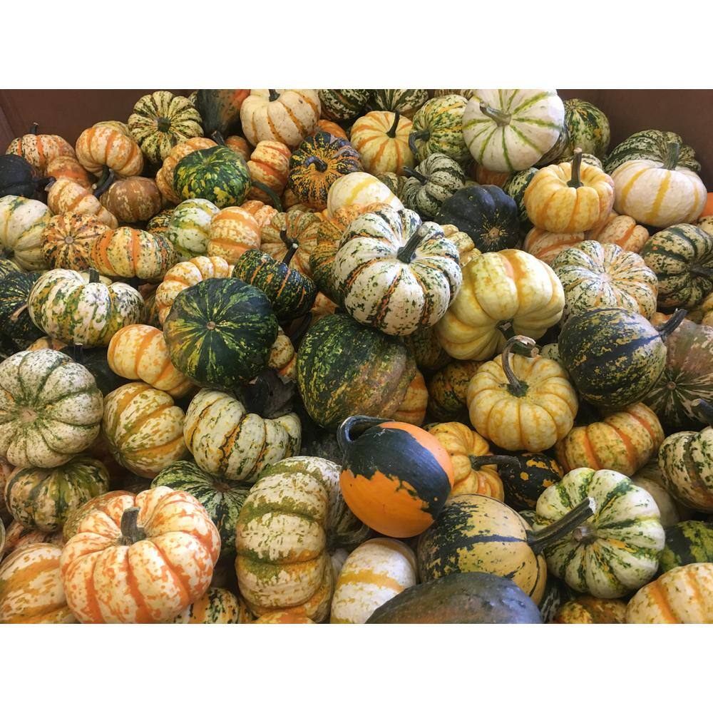 Mini-Pumpkins Bag 768986600415 - The Home Depot