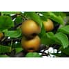Online Orchards Dwarf Hosui Asian Pear Tree Bare Root FTAS001 - The ...