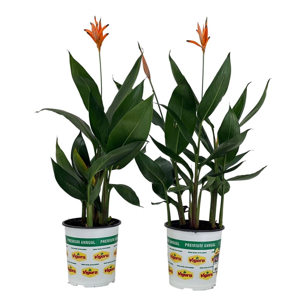 Vigoro 2.5 qt. Heliconia Plant Orange Flower in Grower's Pot (2-Pack ...