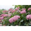 PROVEN WINNERS 1 Gal. Invincibelle Spirit II Smooth Hydrangea ...