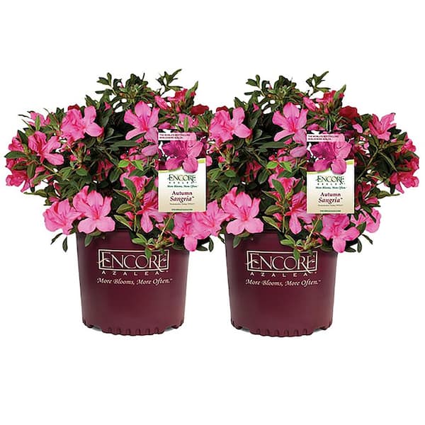 ENCORE AZALEA 1 Gal. Autumn Sangria Shrub with Pink Flowers (2-pack ...