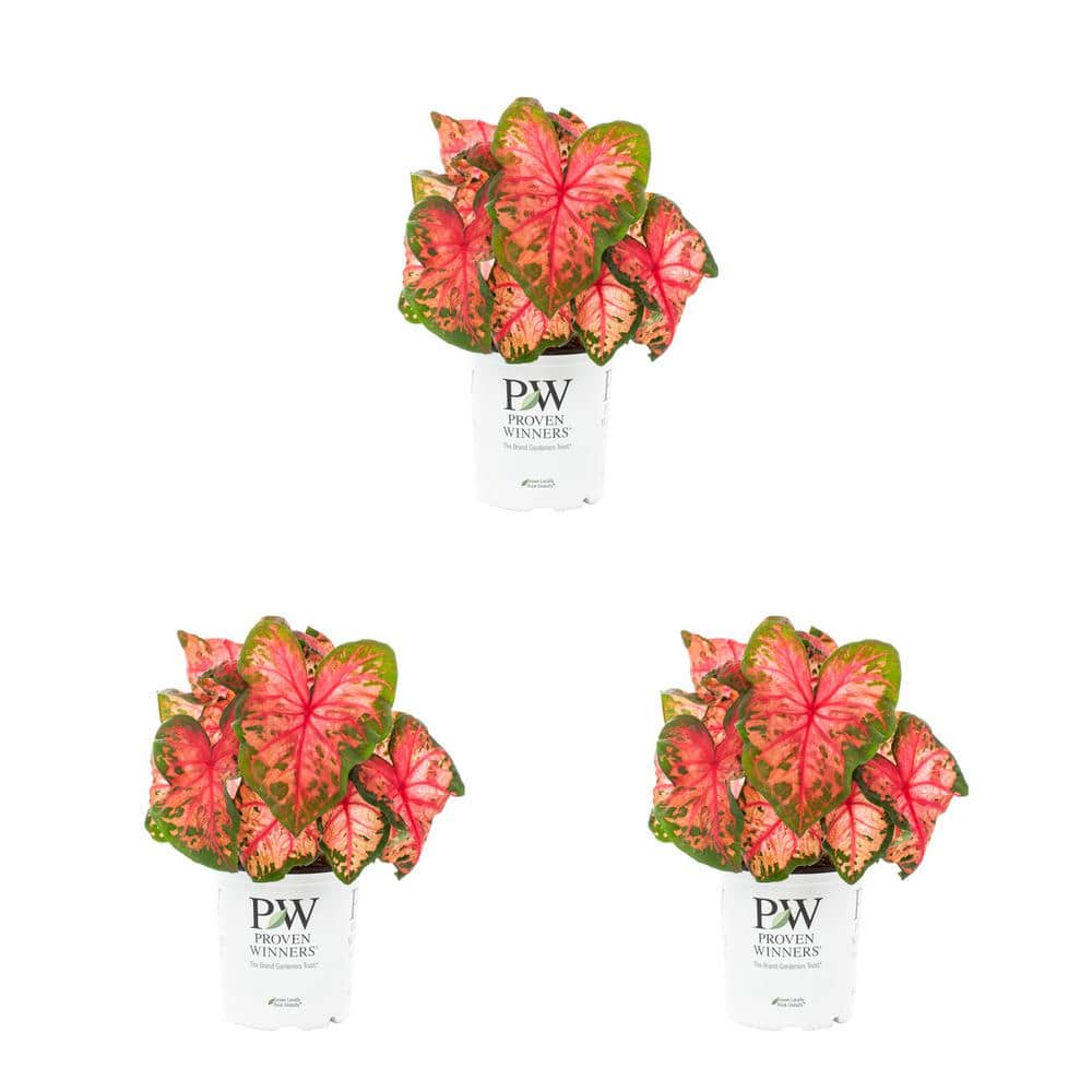 METROLINA GREENHOUSES 2.5 Qt. Caladium Heart to Heart Clowning Around ...