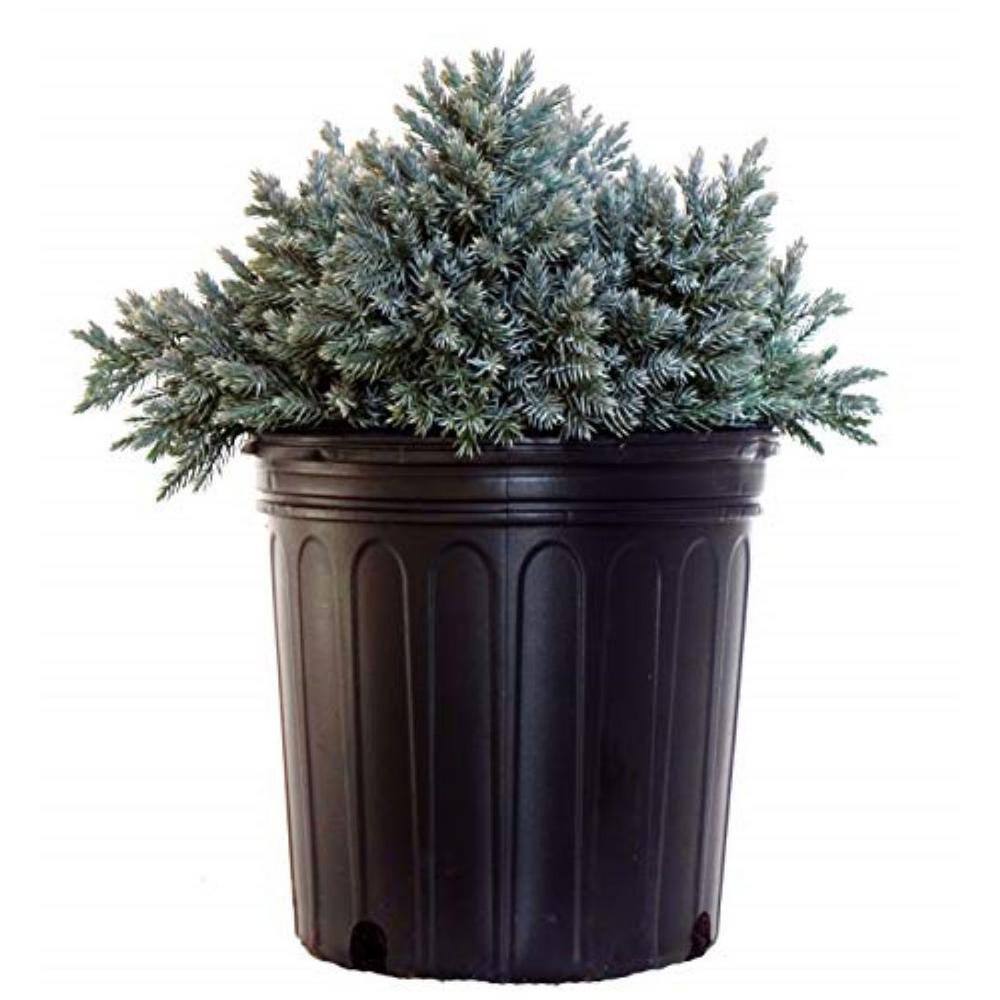 Green Promise Farms 2 Gal. Blue Star Juniper, Live Plant with Green ...