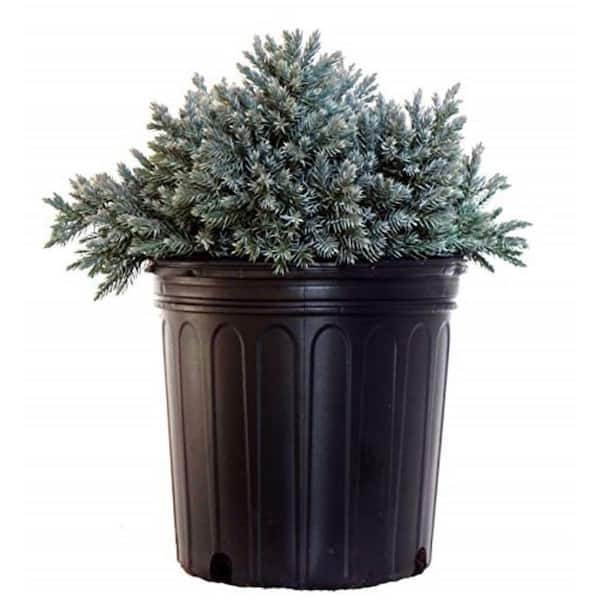 Green Promise Farms 2 Gal. Blue Star Juniper, Live Plant with Green ...