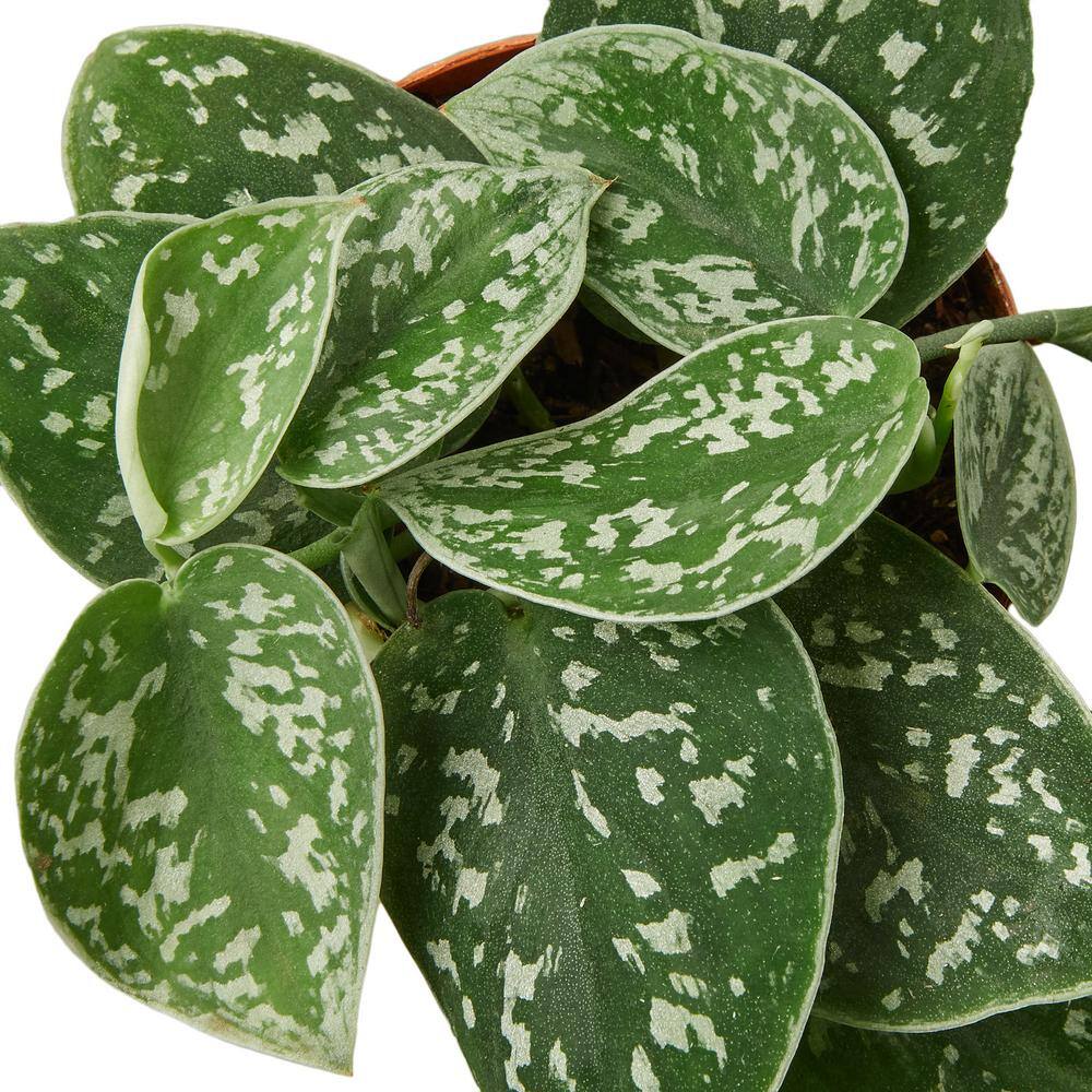 Buy Pothos Satin Scindapsus Pictus Plant in 4 in. Grower Pot Online at ...