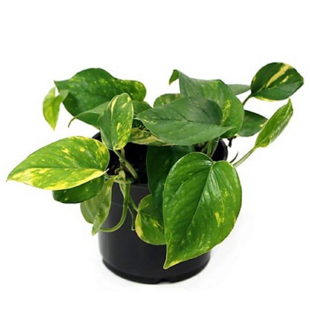 BELL NURSERY Pothos Plant in 4 in. Nursery Pot 1002161714 - The Home Depot