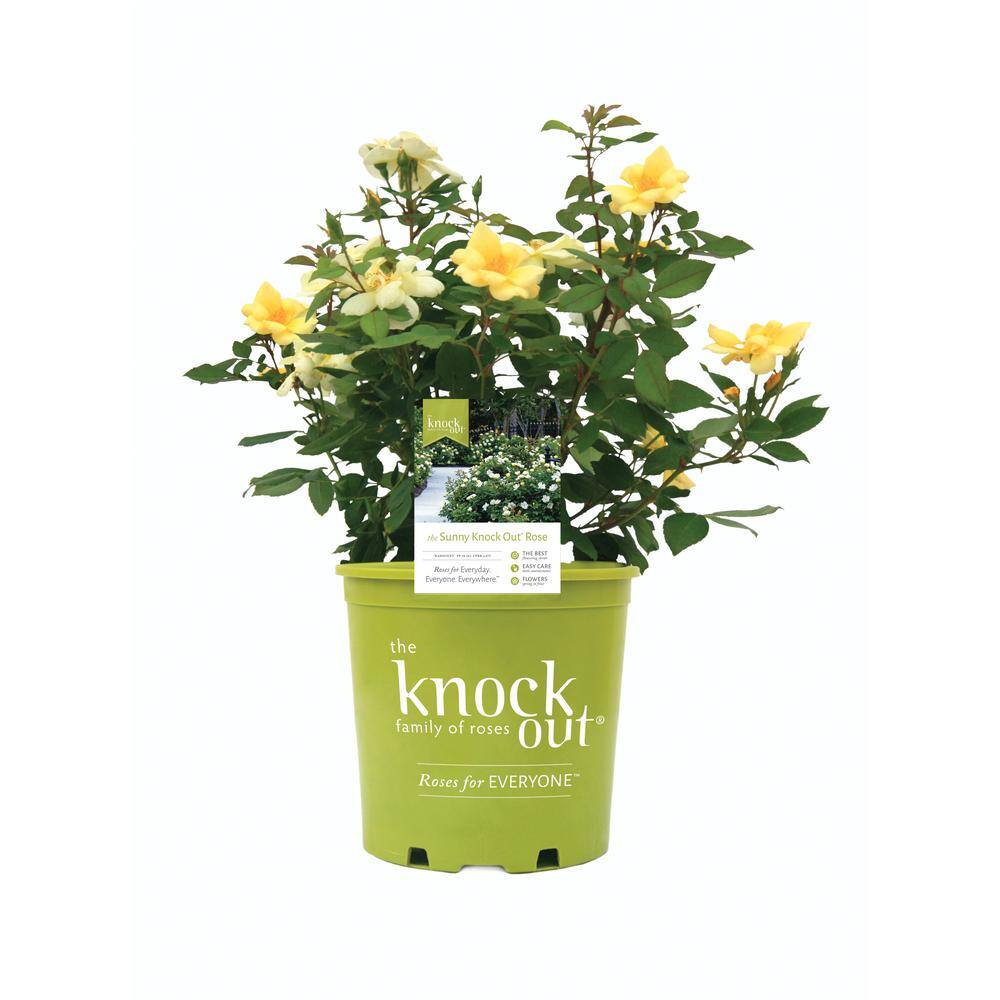 KNOCK OUT 3 Gal. Sunny Knock Out Rose Bush with Yellow Flowers 88169 ... KNOCK OUT 3 Gal. Sunny Knock Out Rose Bush with Yellow Flowers 88169 ...