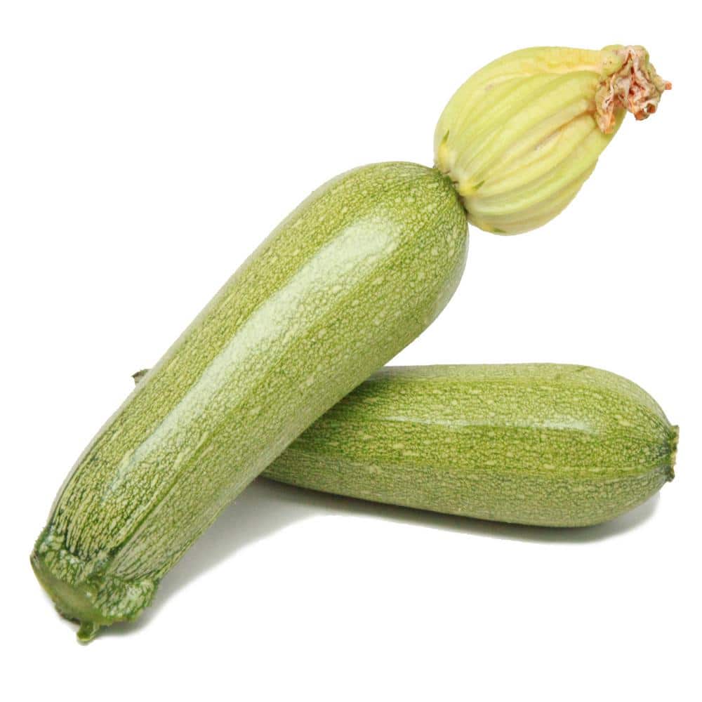 Bonnie Plants 19 oz. Mexican Grey Zucchini Squash Plant 119690 - The ...