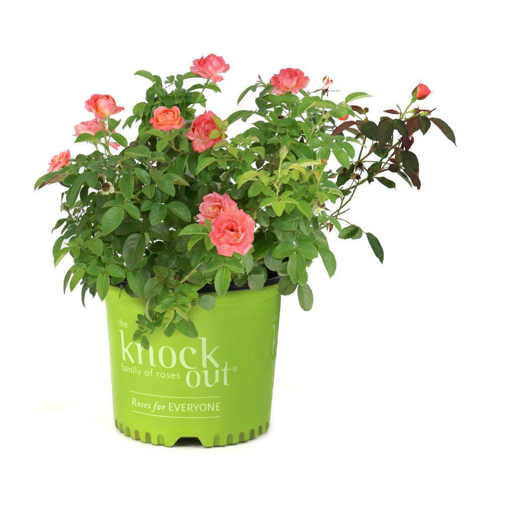 national PLANT NETWORK 3 gal. Rose Coral Knock Out Shrub with Coral ...