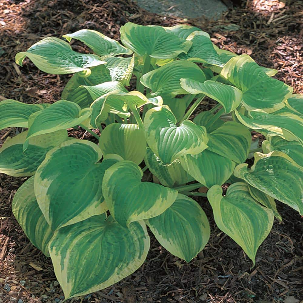 #1 Fragrant Bouquet White Variegated Hosta Plant 1096 - The Home Depot