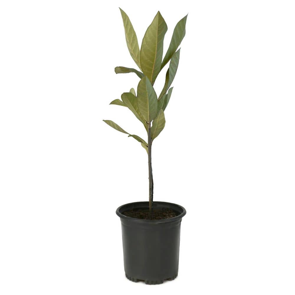 national PLANT NETWORK 1 gal. White Fringe Tree HD3220 - The Home Depot