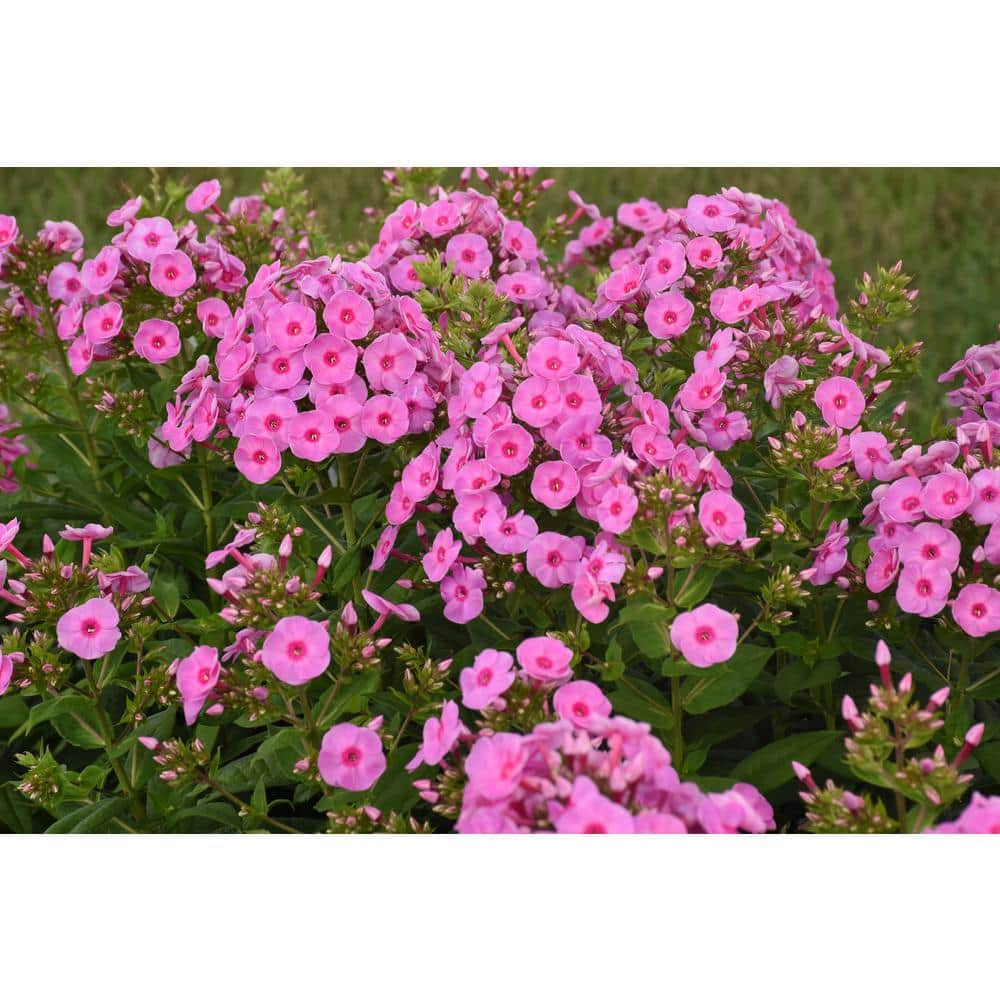 PROVEN WINNERS 1 Gal. Luminary Prismatic Pink Pink Flowers, Live ...