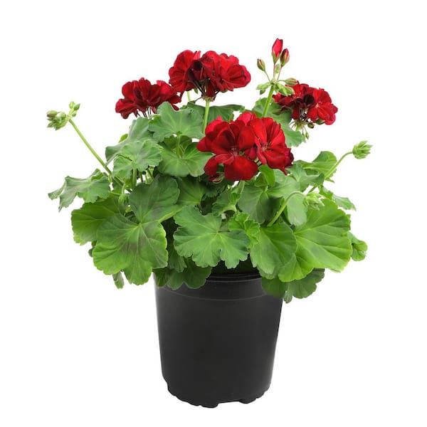 2.6 Qt. Big Red Geranium Annual Plant with Red Flowers 1001283801 - The ...