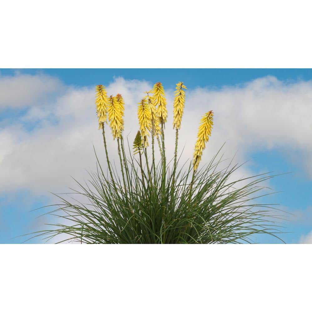 national PLANT NETWORK 3.25 In Glowstick Torch Lilies Kniphofia ...