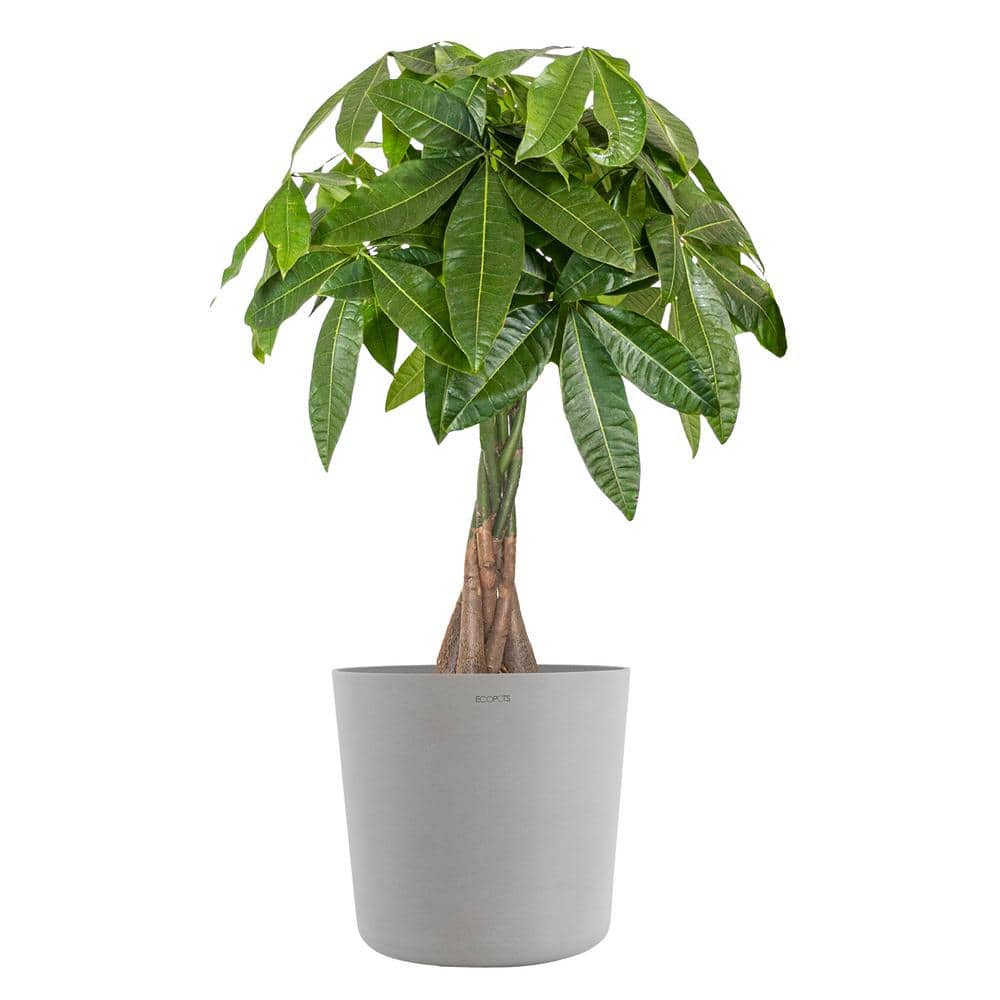United Nursery Live Money Tree, Braided Pachira aquatica in 10 in ...