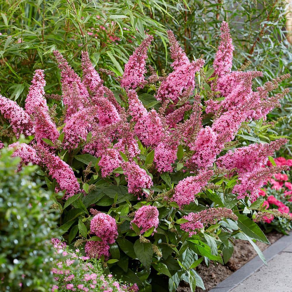 BUTTERFLY CANDY 2.5 QT. Lil' Taffy Butterfly Bush (Buddleia) Live Shrub ...