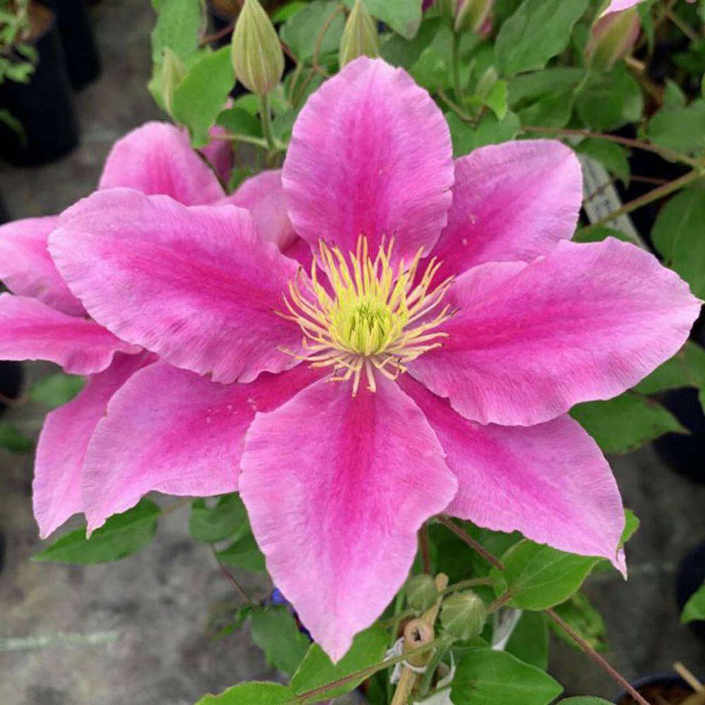 Wekiva Foliage Clematis Vicki 3-Live Plants in 3.5 in. Growers Pots ...