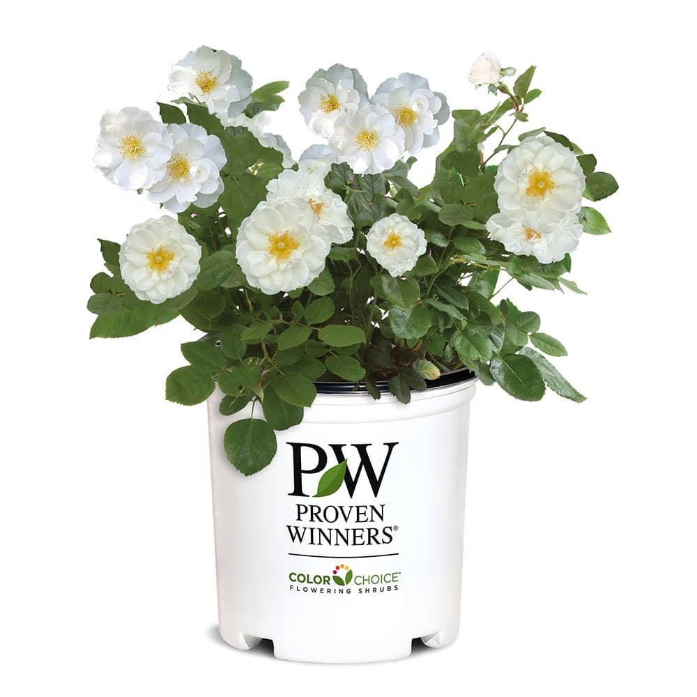 PROVEN WINNERS 2 Gal. Oso Easy Ice Bay Rose Shrub 18338 - The Home Depot