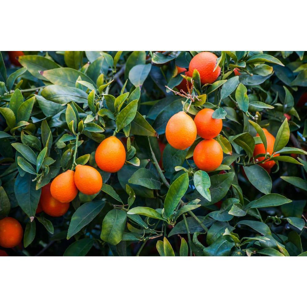 Wekiva Foliage Rangpur Lime Tree-Live Plant in a 1 Gallon Pot ...