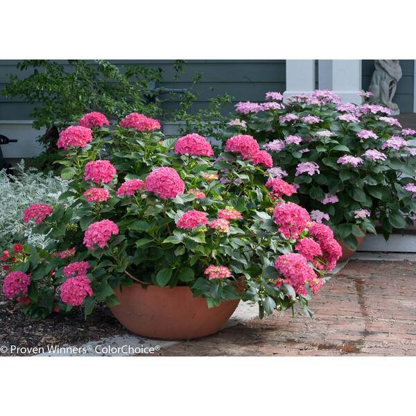 PROVEN WINNERS 4.5 in. Qt. Cityline Paris Bigleaf Hydrangea ...