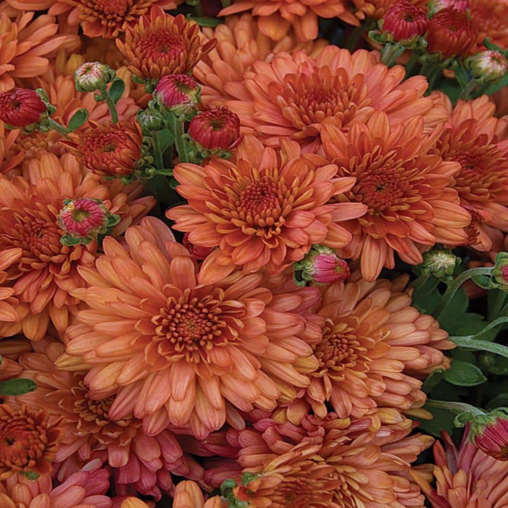 9 in. Gigi Coral Chrysanthemum Plant 607173 - The Home Depot