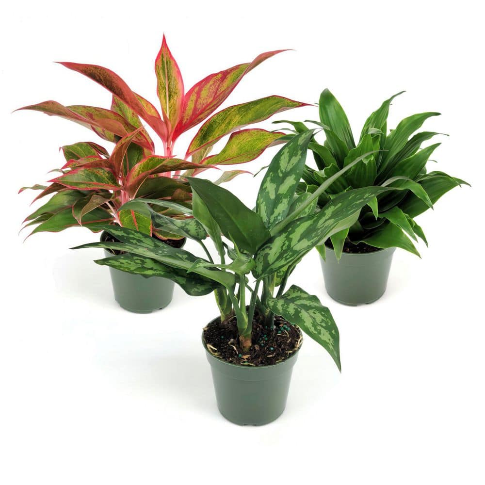 national PLANT NETWORK 4 in. SpaceScape Houseplant Island Plant ...