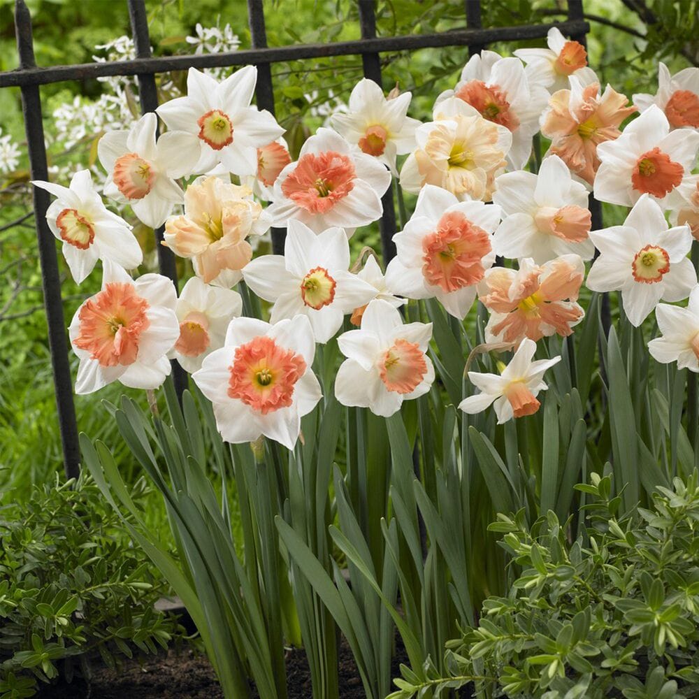 Garden State Bulb 14/16 cm Daffodil Pink Mixed Flower Bulbs (Bag of 100 ...