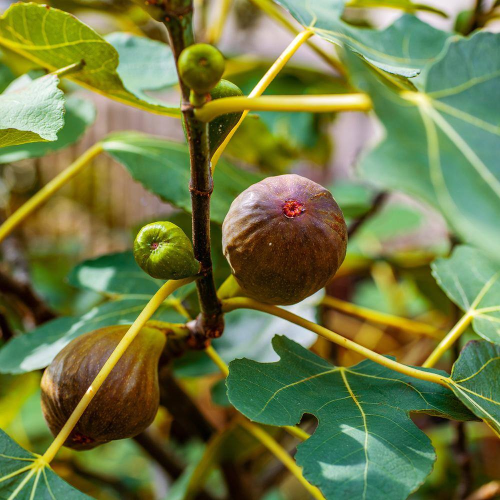 FLOWERWOOD 2.5 Gal. Brown Turkey Fig Tree 20503FL - The Home Depot