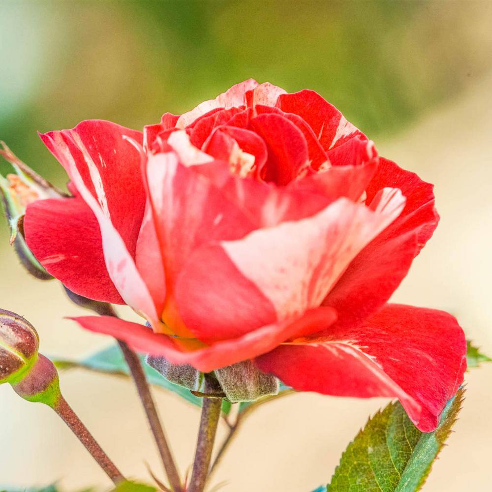 Spring Hill Nurseries 3 Gal. Pot, Tropical Lightning Climbing Rose ...