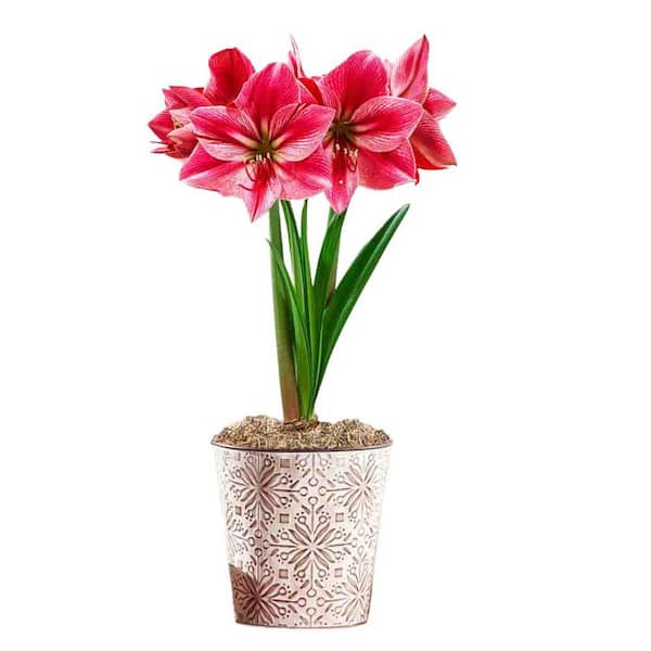 DIRECT GARDENING Gervase Pink Flowering Amaryllis Bulb Holiday Gift Kit ...