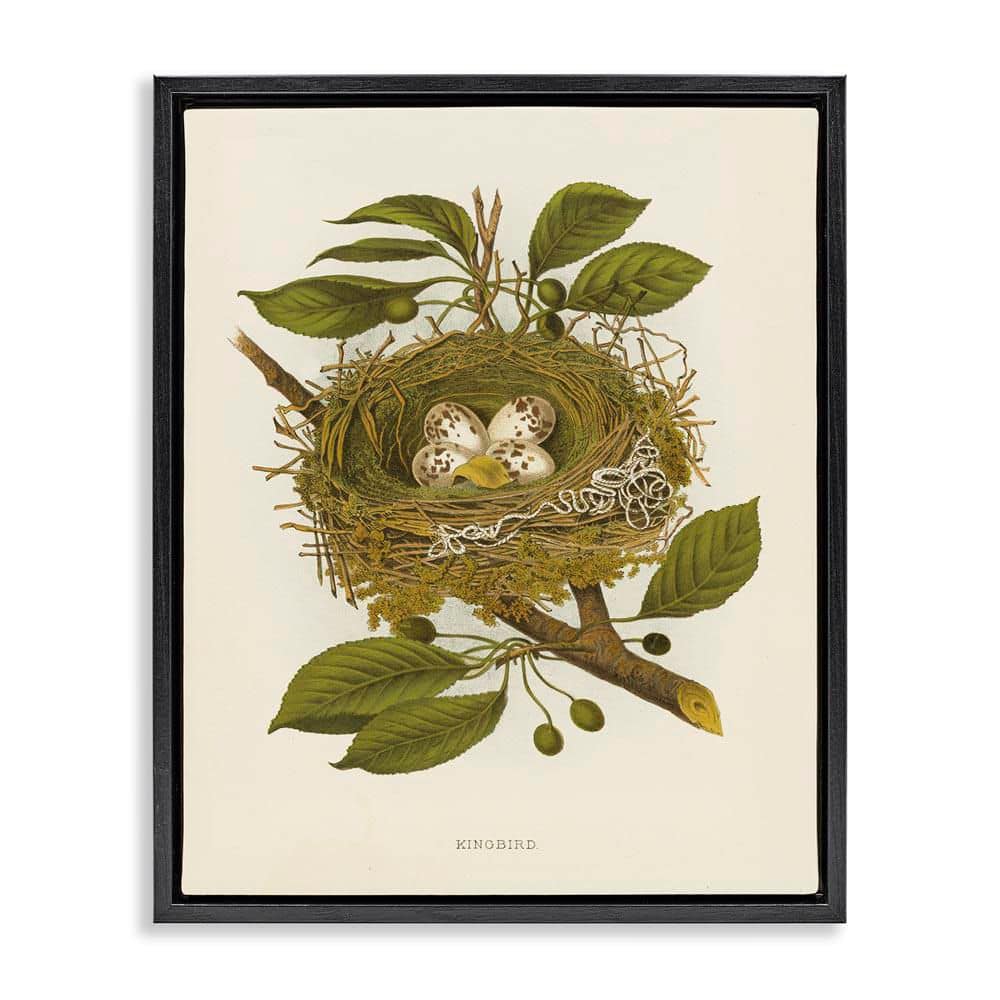 Stupell Industries Birdnest with Spotted Eggs by Tina Higgins Designs ...