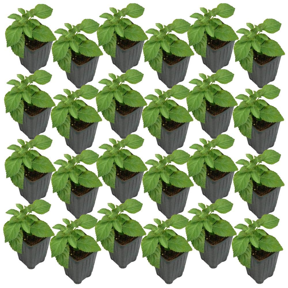 national PLANT NETWORK 2.5 in. Bloomify Mango Lantana Plant with Multi ...