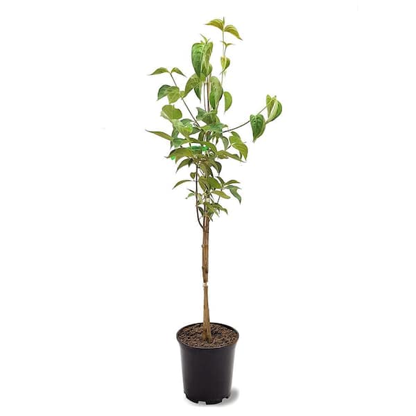 1 gal. Autumn Brilliance Deciduous Serviceberry Tree SERAUT01GH - The ...