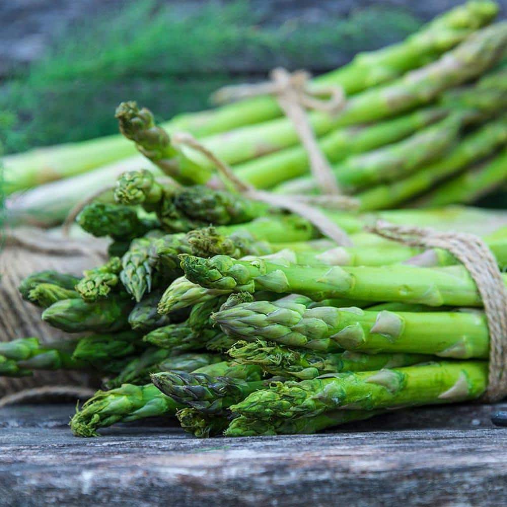 Gurney's 2 in. Pot Asparabest Asparagus, Live Vegetable Plant, (1-Pack ...