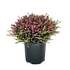 1.5 Gal. Kramer's Rote Heather Evergreen Live Shrub with Bright Pink ...