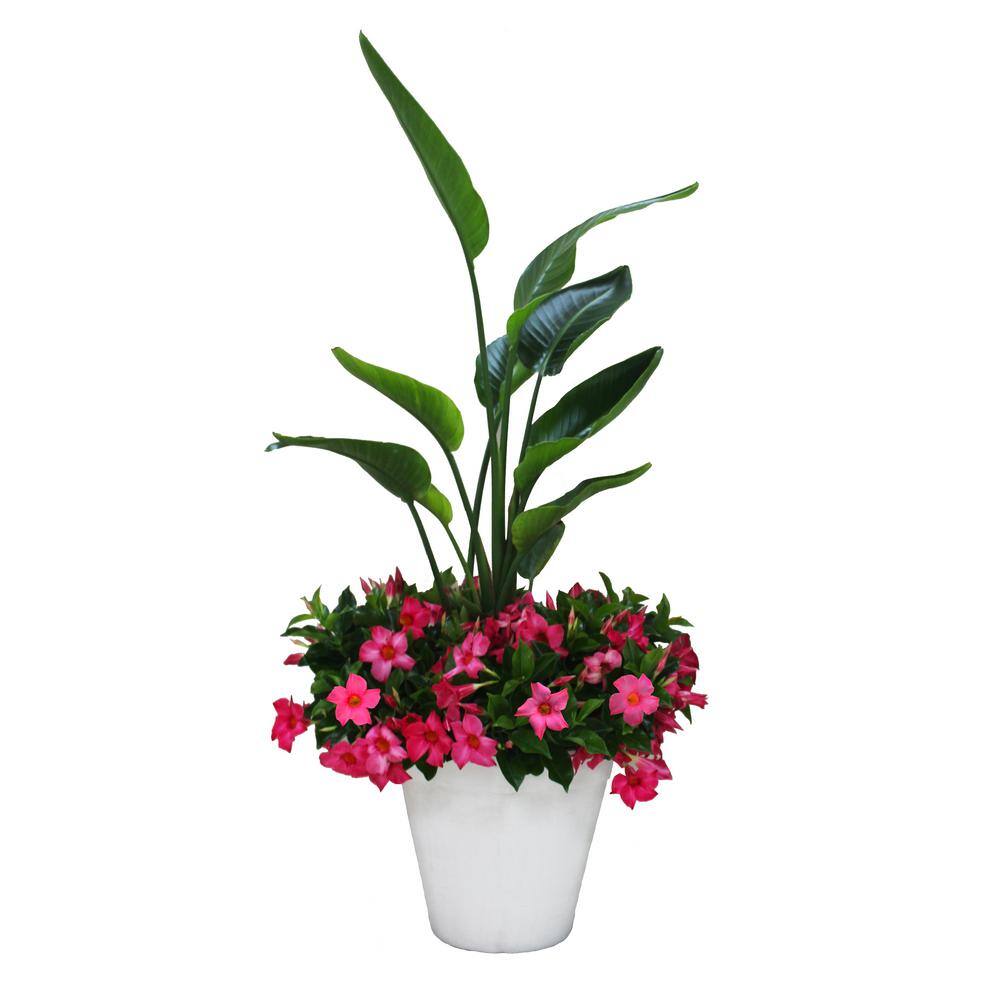 Rio 4.6 Gal. (#15) Planter Dipladenia Flowering Annual Shrub with ...